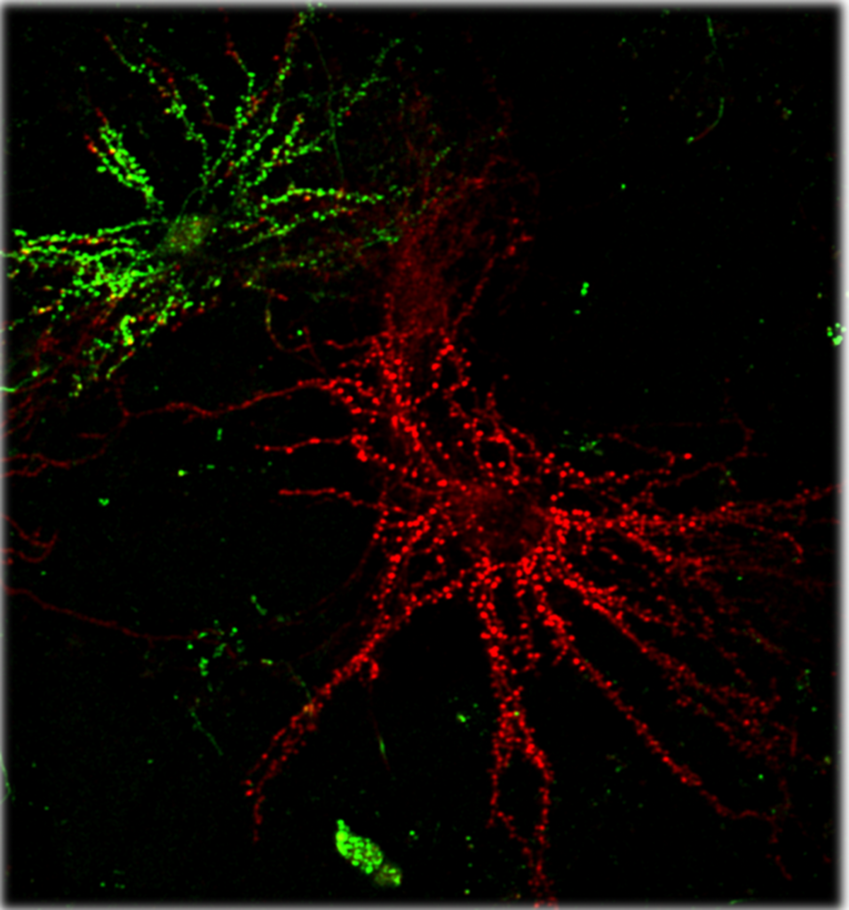 LumiPore™ photoporation platform - TRINCEBIO