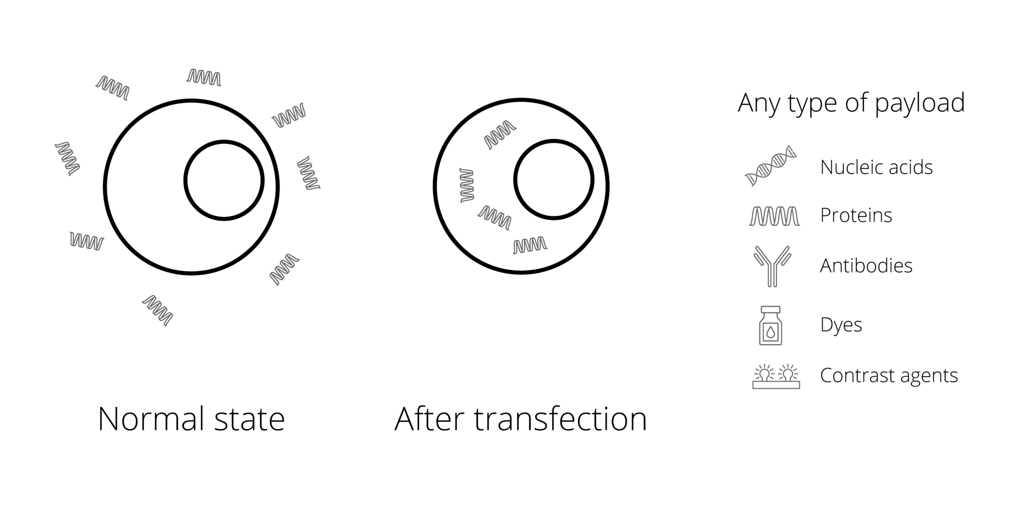Photoporation technology - TRINCEBIO
